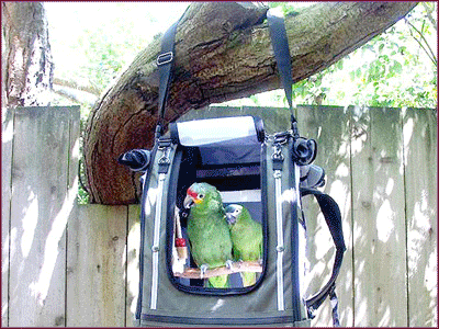 Pak-o-Bird parrot carrier Pak o bird carrying bird back pack / ruck ...