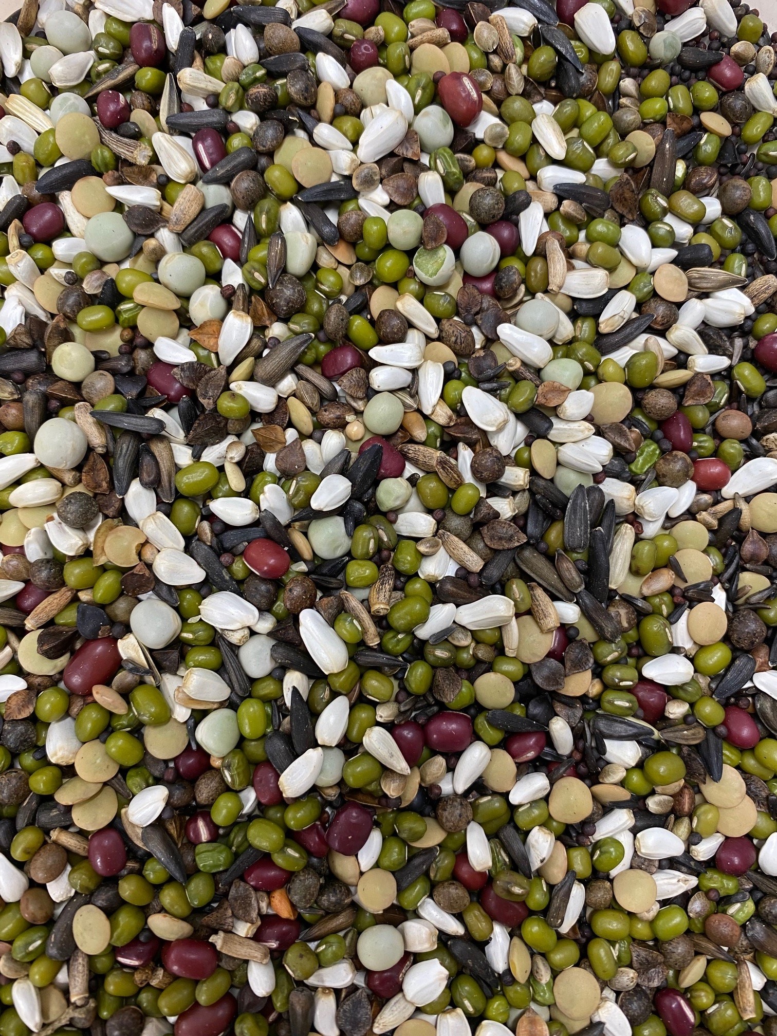 Deluxe Parrot & Parakeet Sprouting Mix Garden Feathers Bird Supplies ...