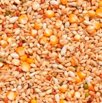 Beyers Pigeon Corn Garden Feathers Bird Supplies | Poultry Supplies ...
